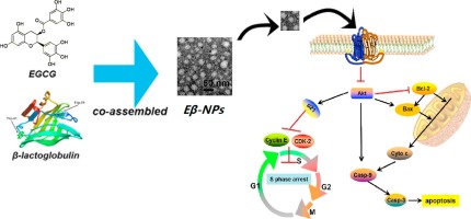 Epigallocatechin / EGCG - Freshine Chem