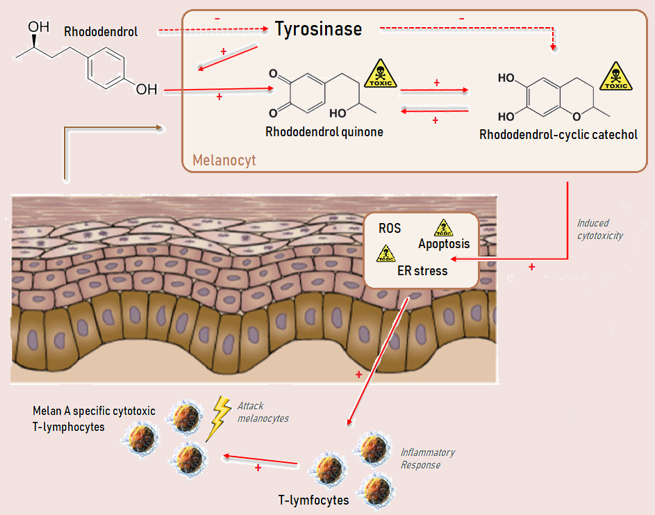 Rhododendrol - Freshine Chem