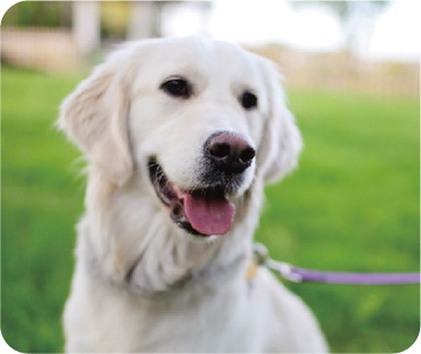 HYAPET™ Hyaluronic Acid for Pet Nutrition - Freshine Chem