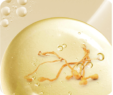 Bioyouth™-FCM Cordyceps Militaris Ferment Filtrate - Freshine Chem